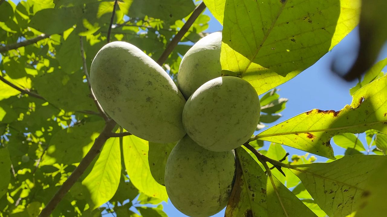 Pawpaw fruit making a comeback in North Carolina