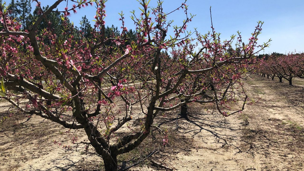 Peach Trees In Nc