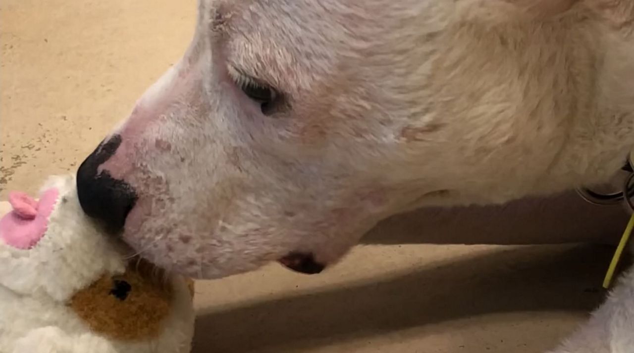 Adopting a furry friend for the holidays