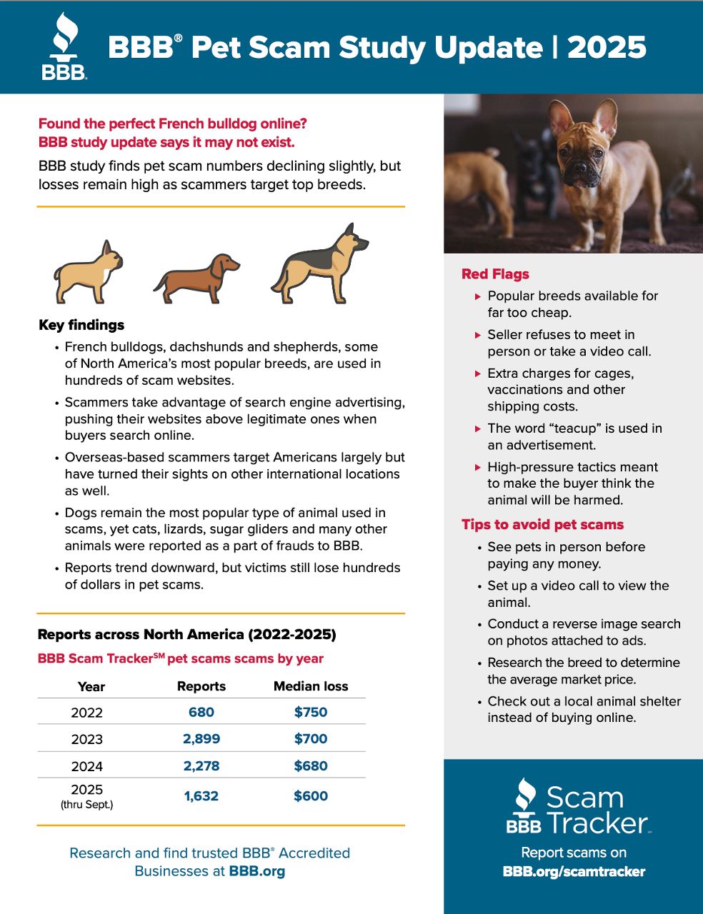 BBB: Pet scams continue to be a problem for New Yorkers