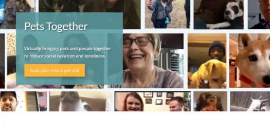 New virtual service offers online meetings with animals