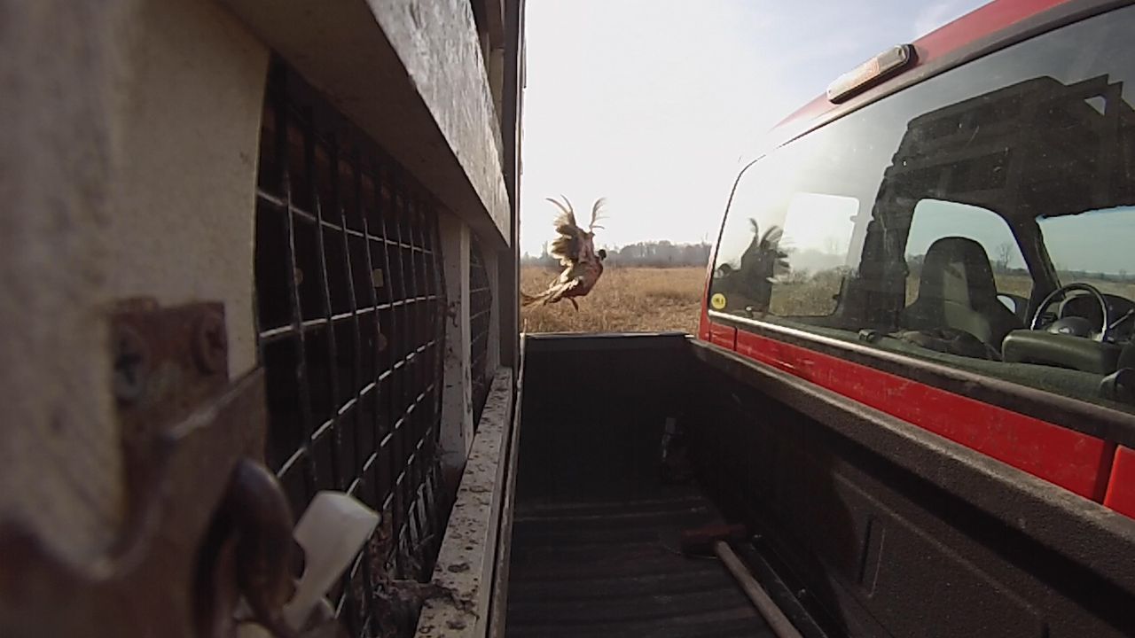 DNR stocks pheasants for holiday hunt in southern Wisconsin