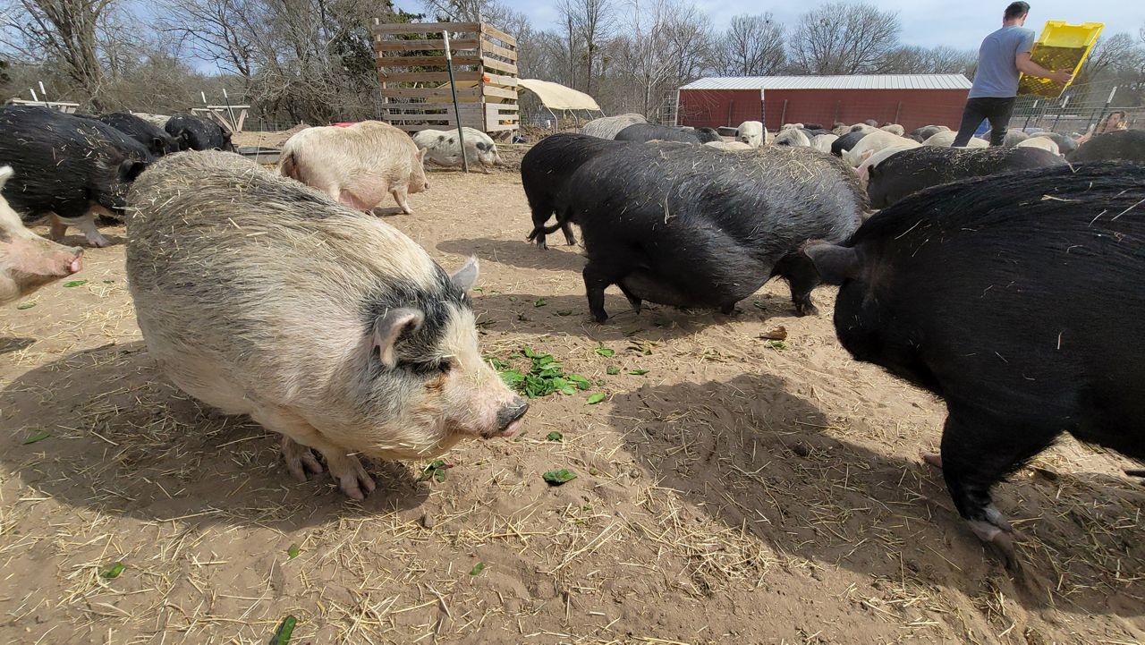 Real Estate Costs, Pandemic Problematic for Pig Rescue