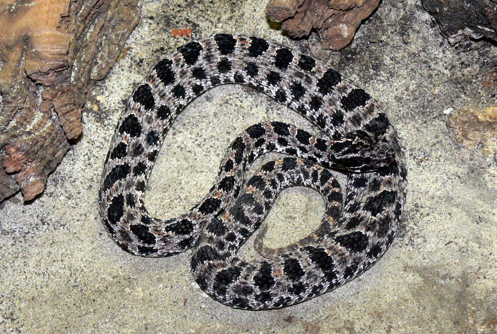Most common snakes in NC