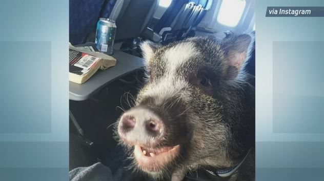 What Happens When Pigs Fly (on a Plane)?