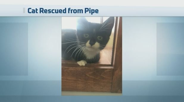 Kitten Saved from Underground Pipe by Poughkeepsie Plumber