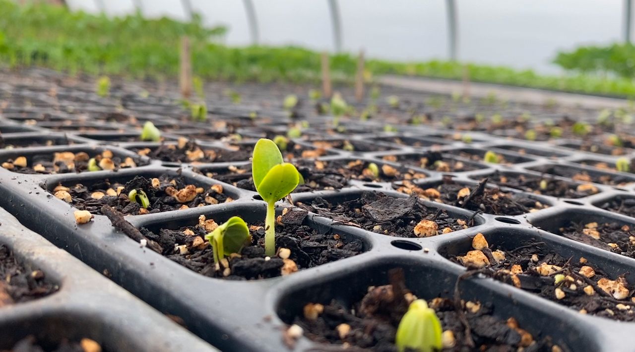 Plants getting too cold