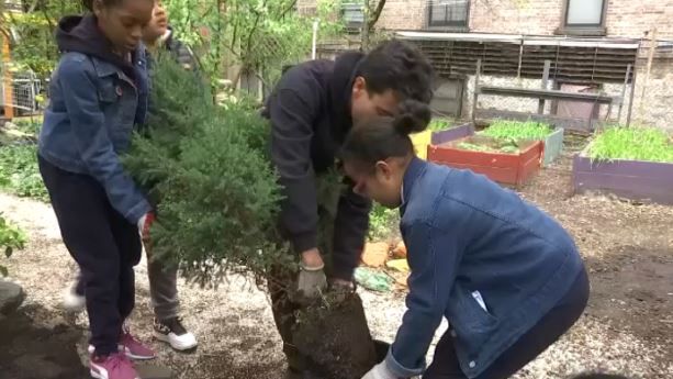 "Plant Week" preparations begin at Hamilton Heights garden