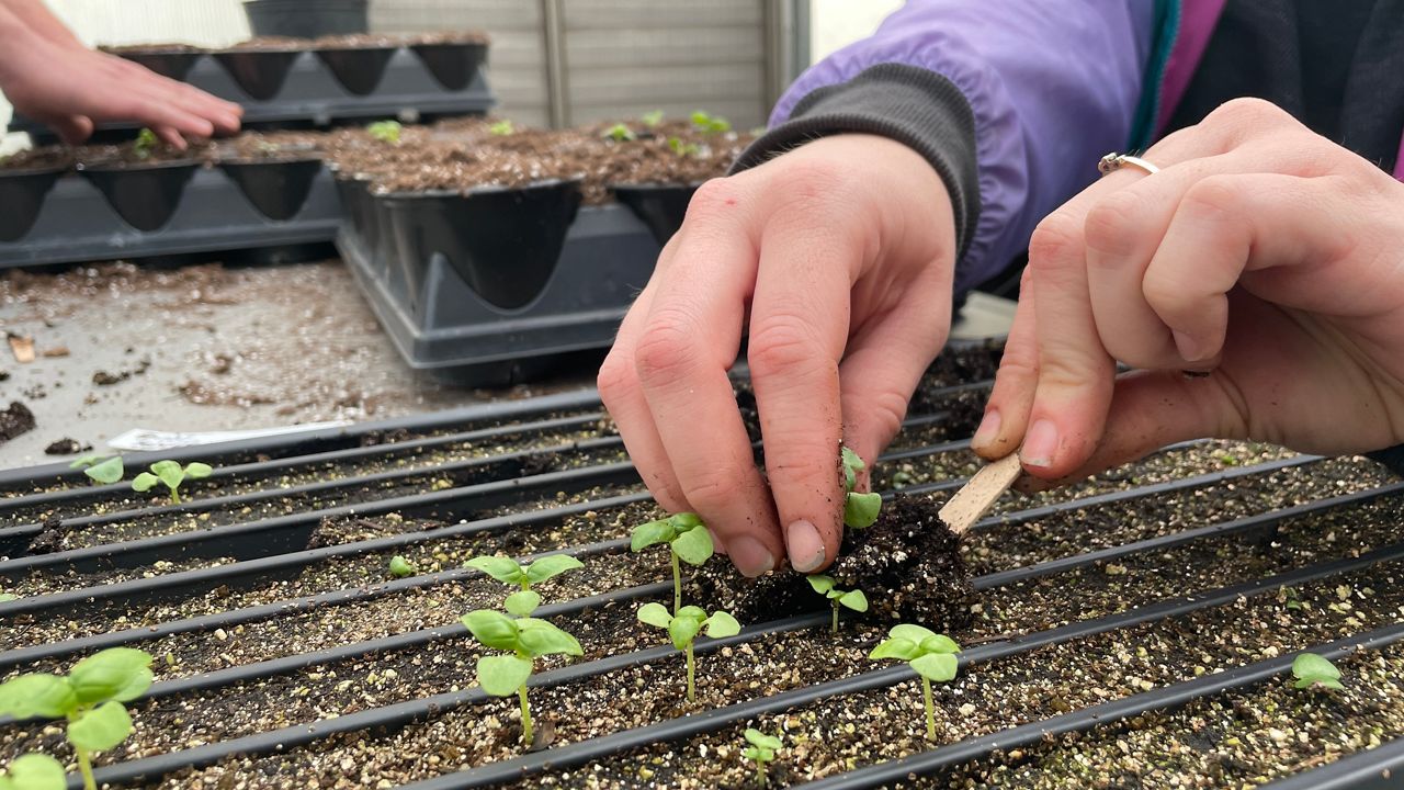 Morehead State horticulture students 'transplanting' plants