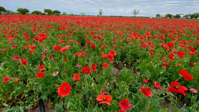 Fredericksburg farm boasts acres of red poppies