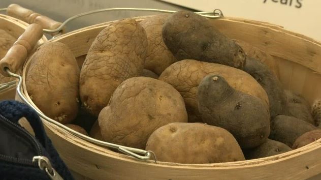 Cornell receives funding to help protect NY potatoes