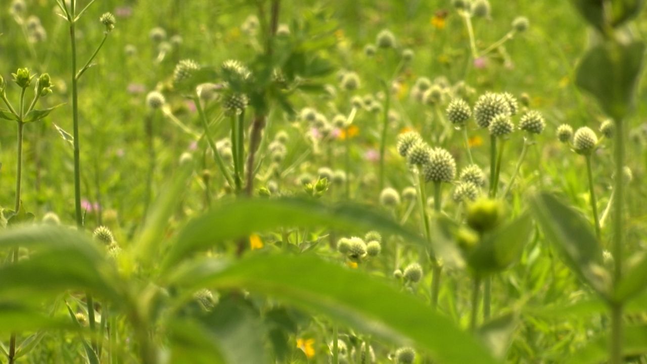 Wisconsin group works to conserve and restore prairies