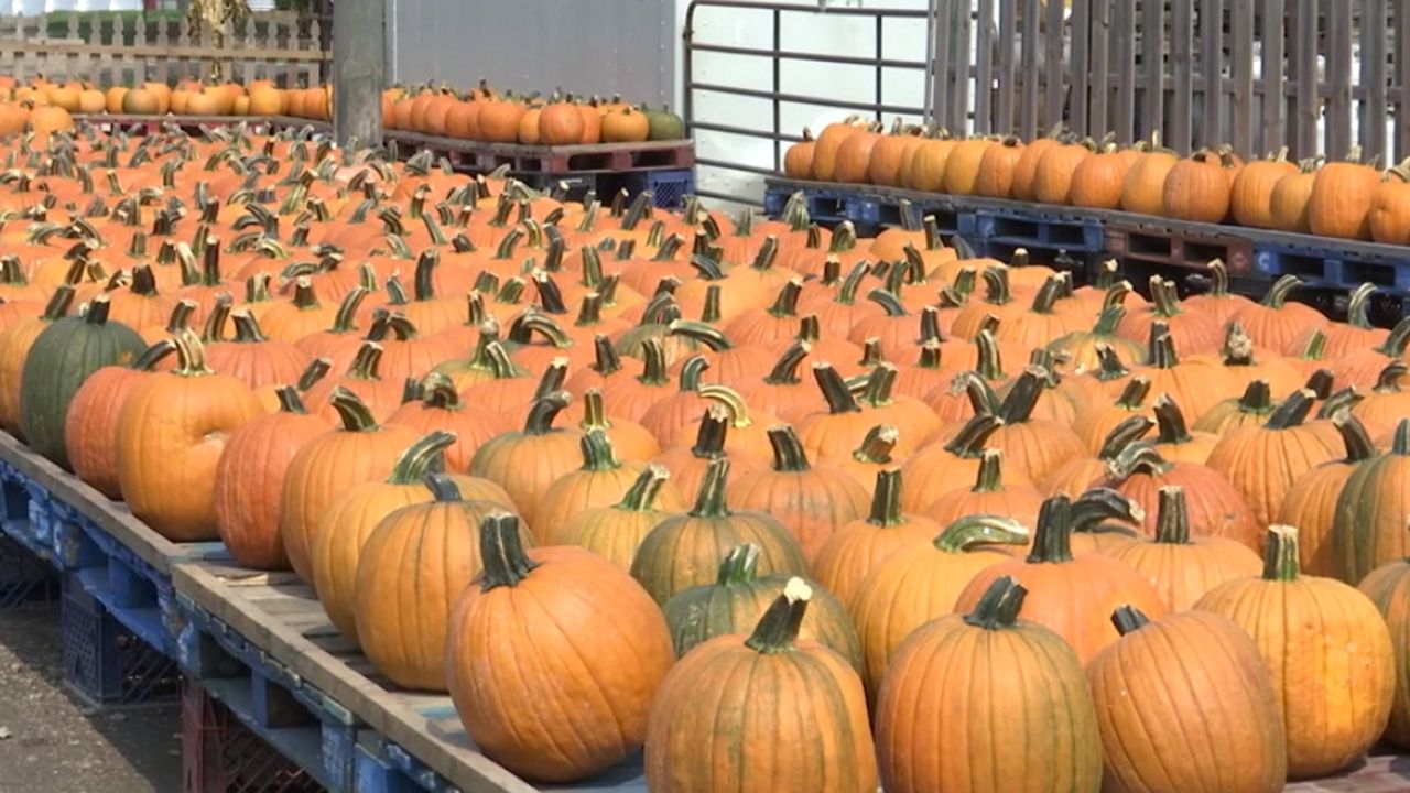 Jerry Smith Farm pumpkin patch open coronavirus pandemic wisconsin