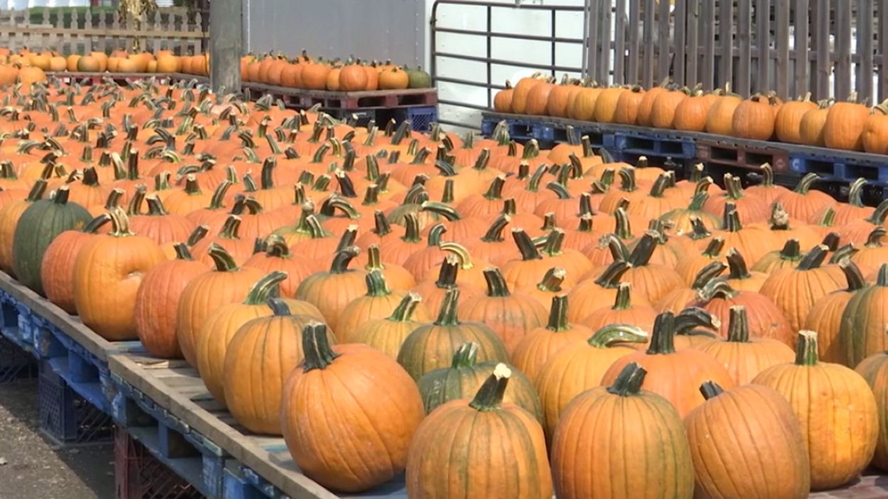 Patterson Fruit Farms embodies everything autumn