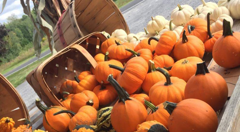 How the Summer Weather Impacted This Year's Pumpkin Crop