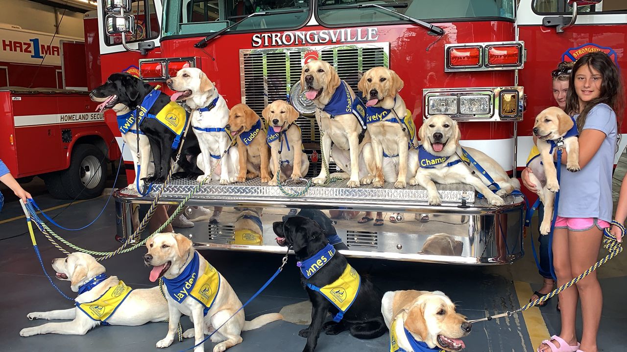 10-year-old raises $10,000 for service dog organization