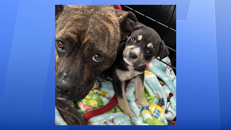 Rochester rescue groups help save puppies from hole