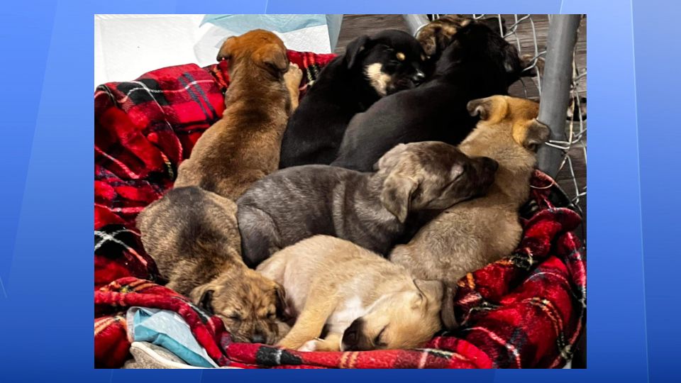 Rochester rescue groups help save puppies from hole
