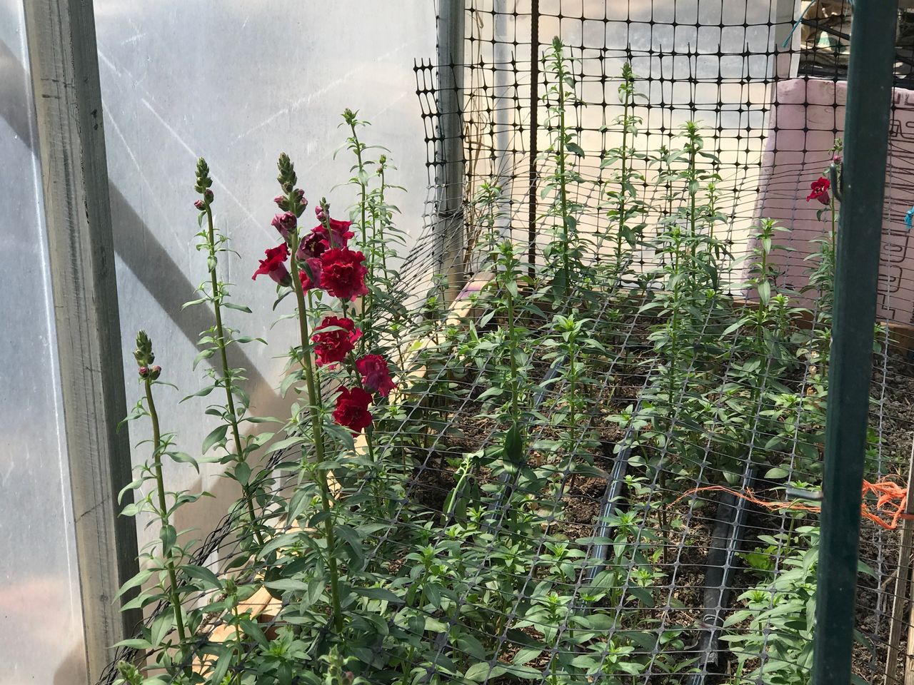 Purple Skies Farm's unique crops