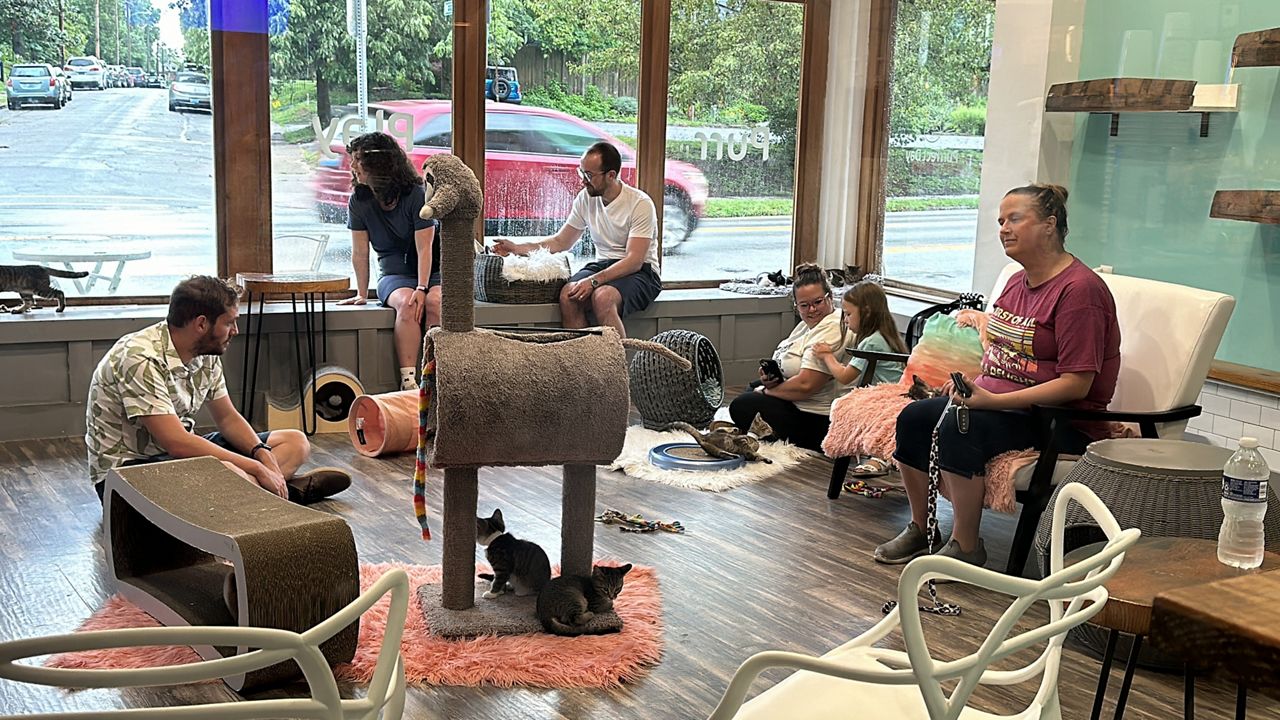 Kentucky's Purrfect Day Cafe reaching milestone adoptions