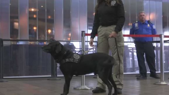 Bomb-Sniffing Dogs One of TSA's Most Effective Security Tools at LaGuardia
