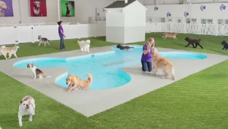 JFK Getting Luxury Terminal for Pets