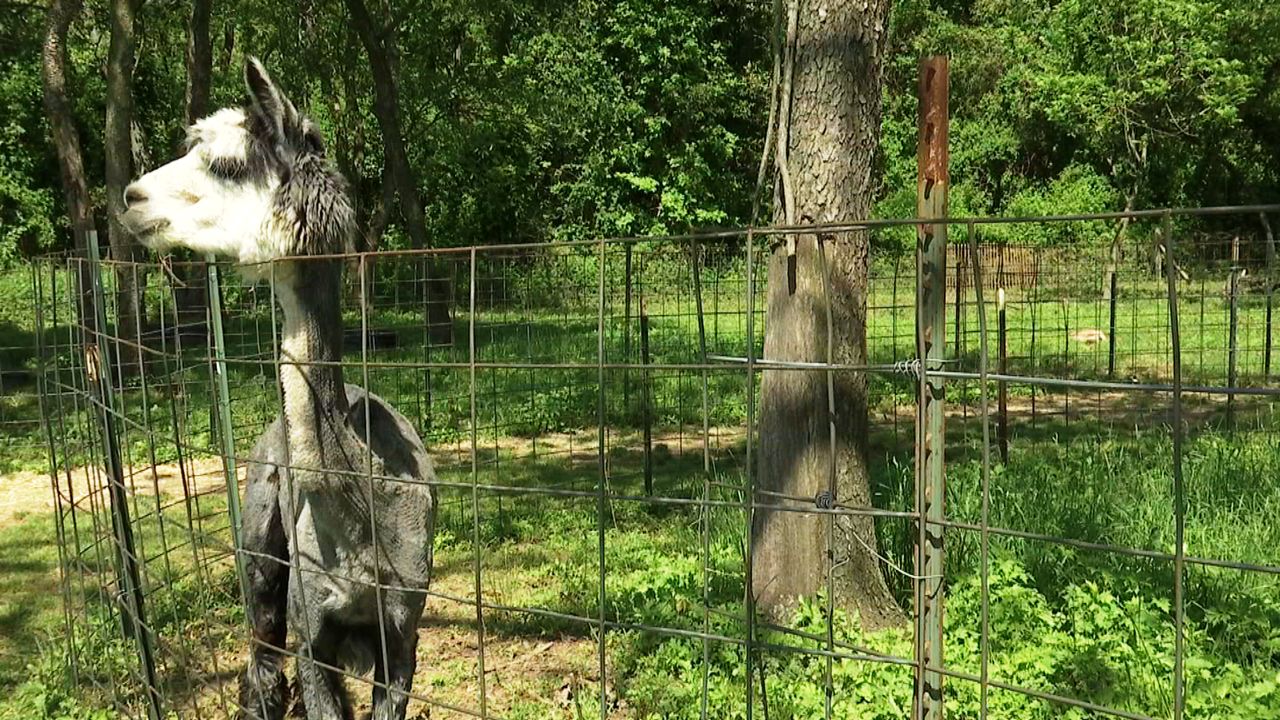 Farm Museum Reflects Queens' Rich Agricultural History
