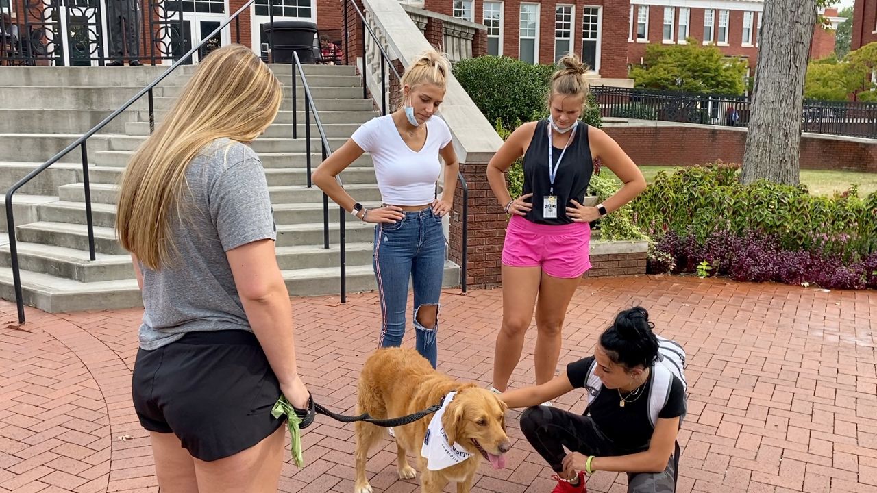 Dogs help ease students' stress at Queens University
