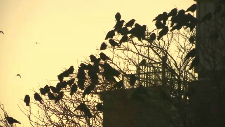 Rochester crow disperse efforts display lasting impact