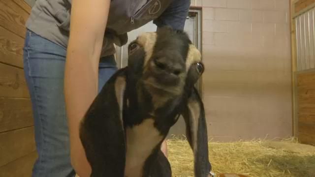 Send Up the Goat-Signal for Kid Named 'Batman'