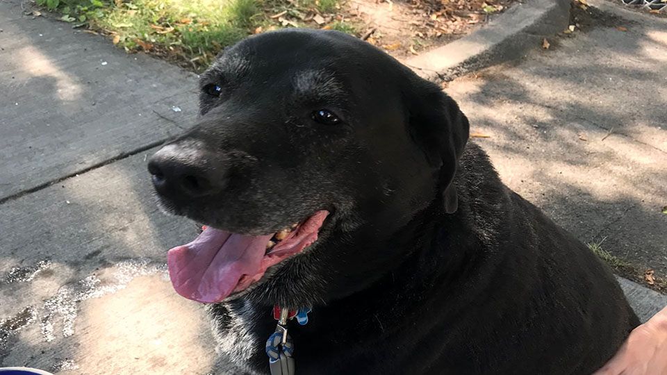 Missing Dog From House Explosion Found Safe