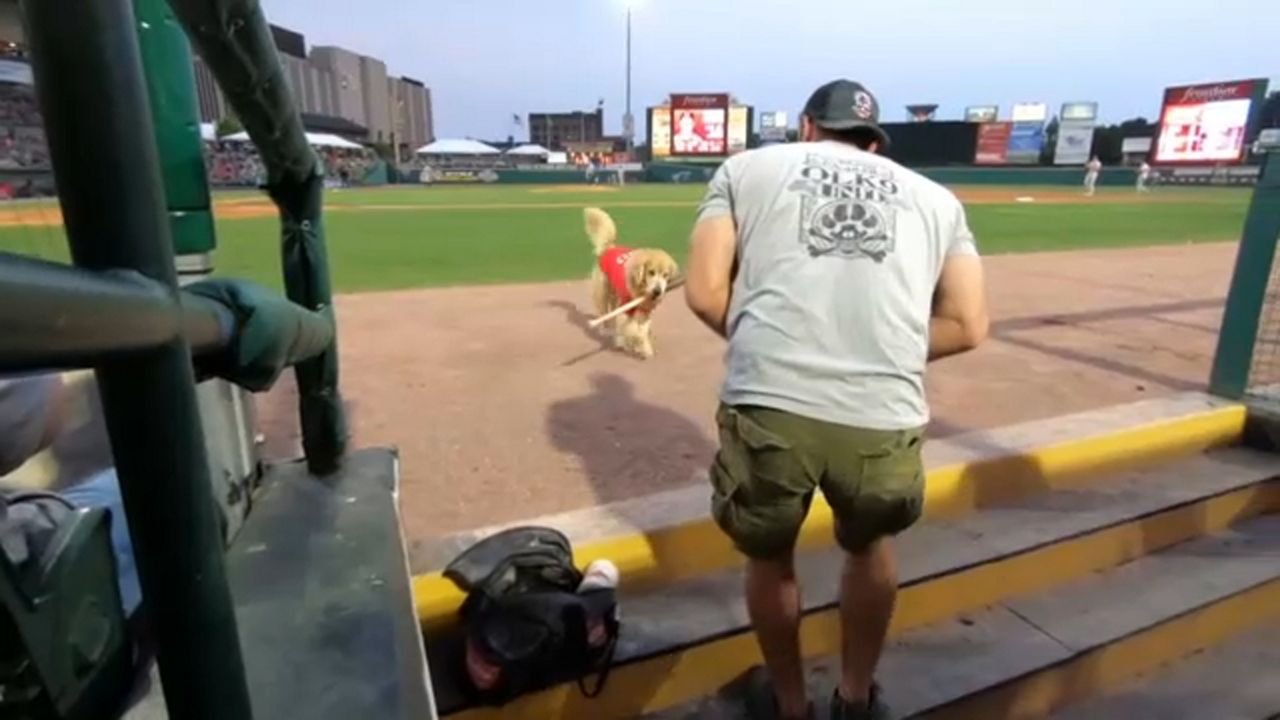 Who's a Good Boy? Milo the Bat Dog— Of Course!