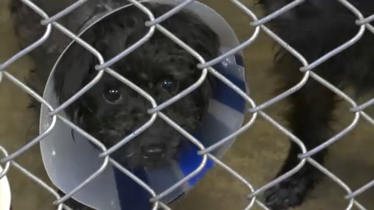 Woman in Naples 85 Case Faces Six More Counts of Cruelty to an Animal