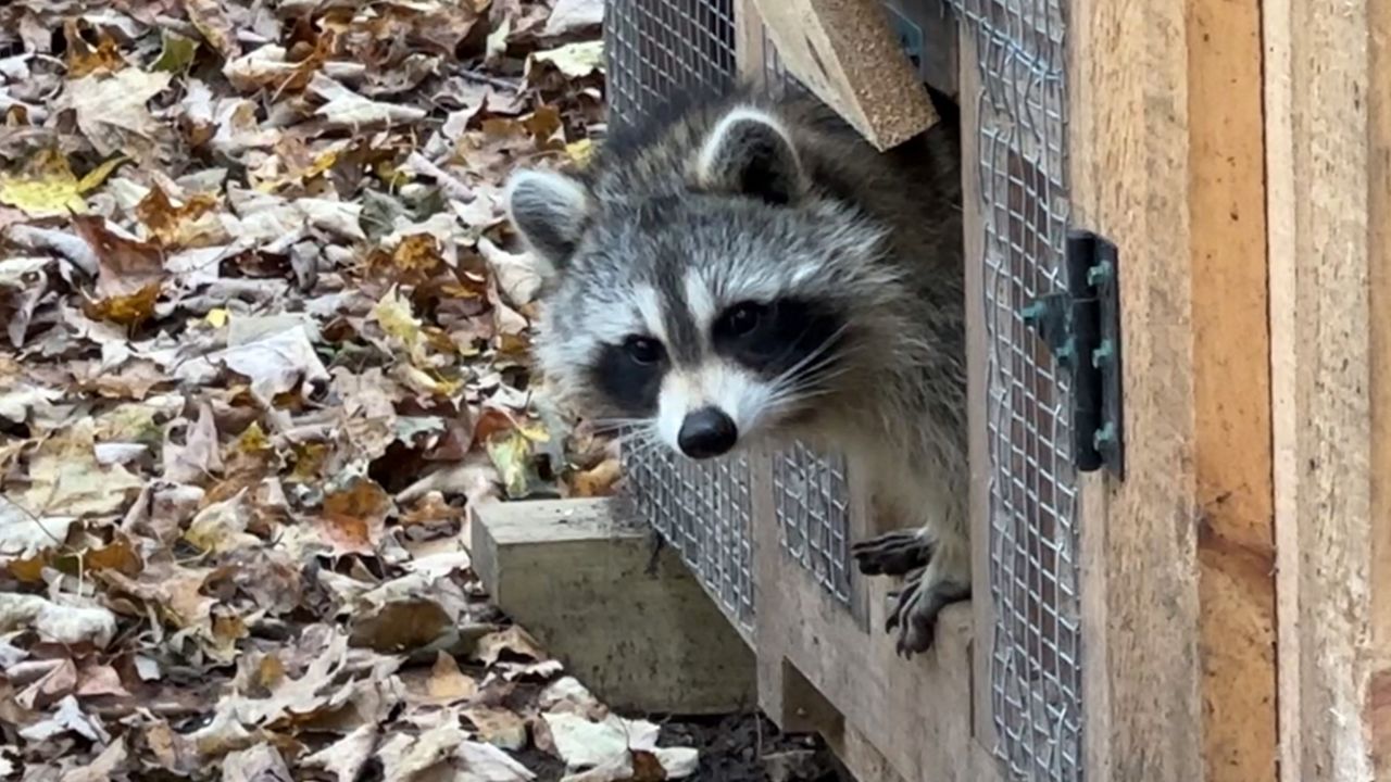 Madison County couple helping to save raccoons