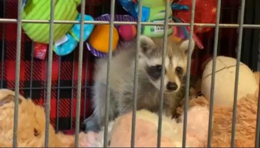 Wildlife Rehabilitation Center saves injured animals