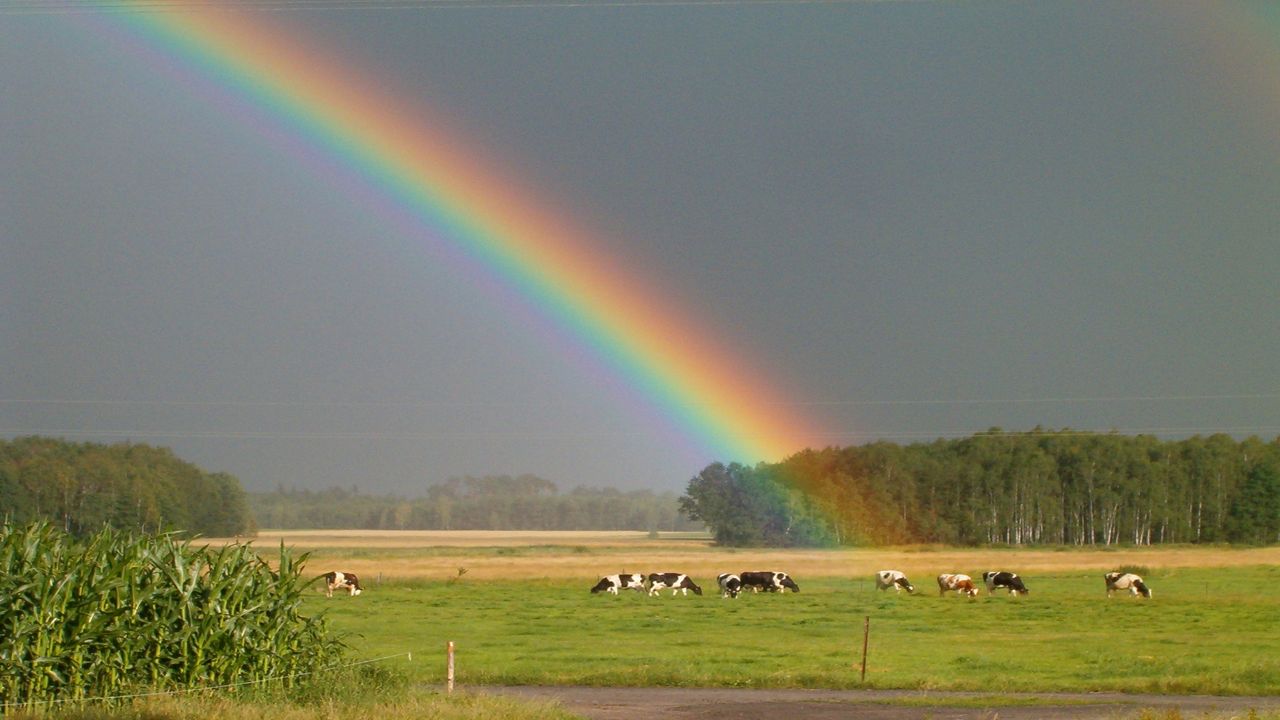 how rainbows are formed