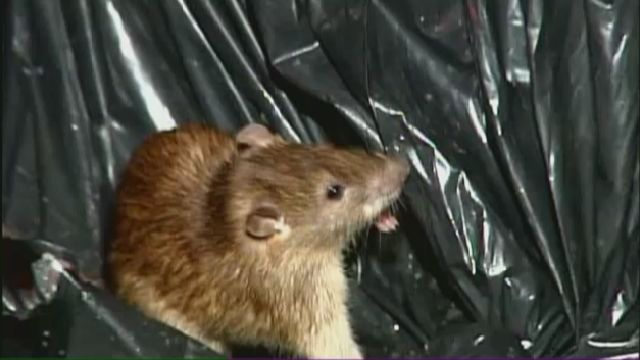 Rare Bacteria Found in Rat Urine Sickens Three Bronx Residents, One Fatally