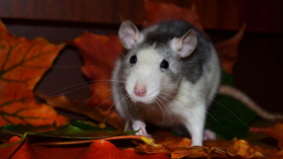 Auburn residents concerned over rat problem