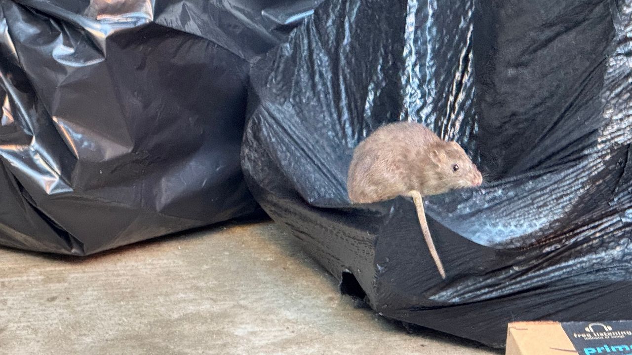 Harlem residents blame construction site for rat surge