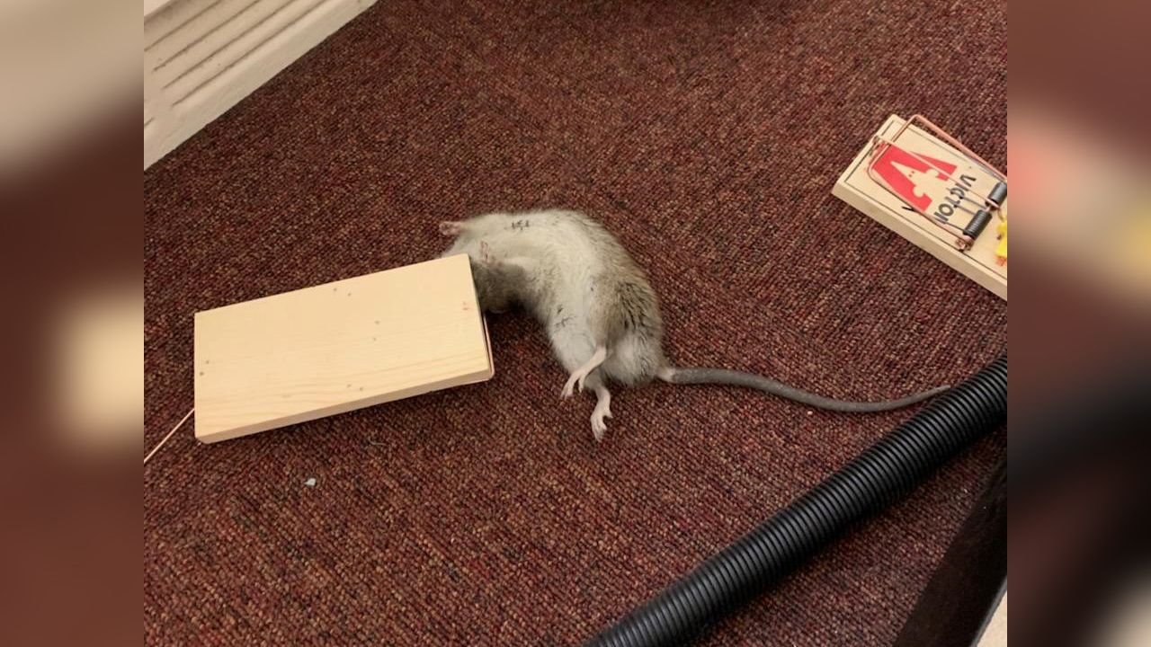 State Employees Say Office Has Been Infested with Rats