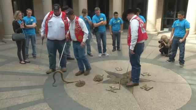 Snakes Slither onto Capitol Grounds for Annual Rattlesnake Roundup