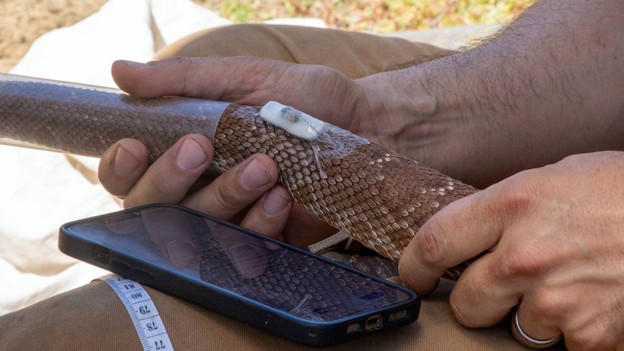 New technology allows researchers to track rattlesnakes