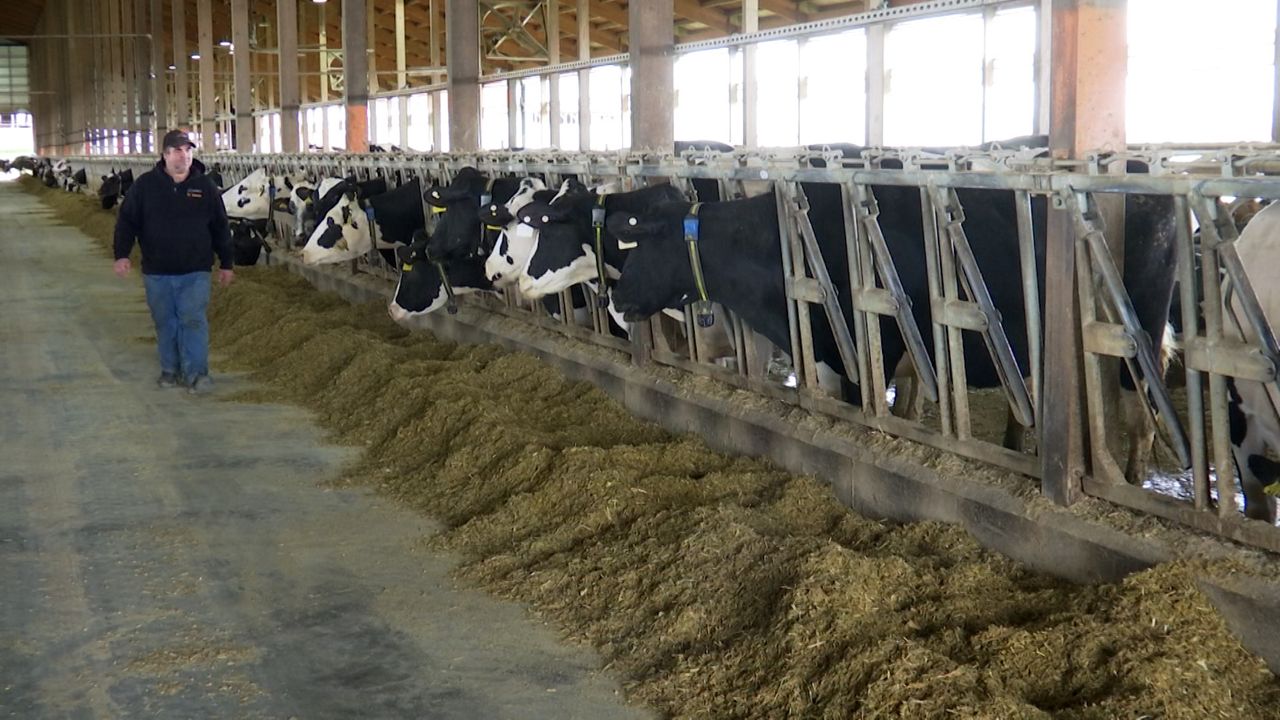 Wisconsin cow sets record for milk produced in a lifetime