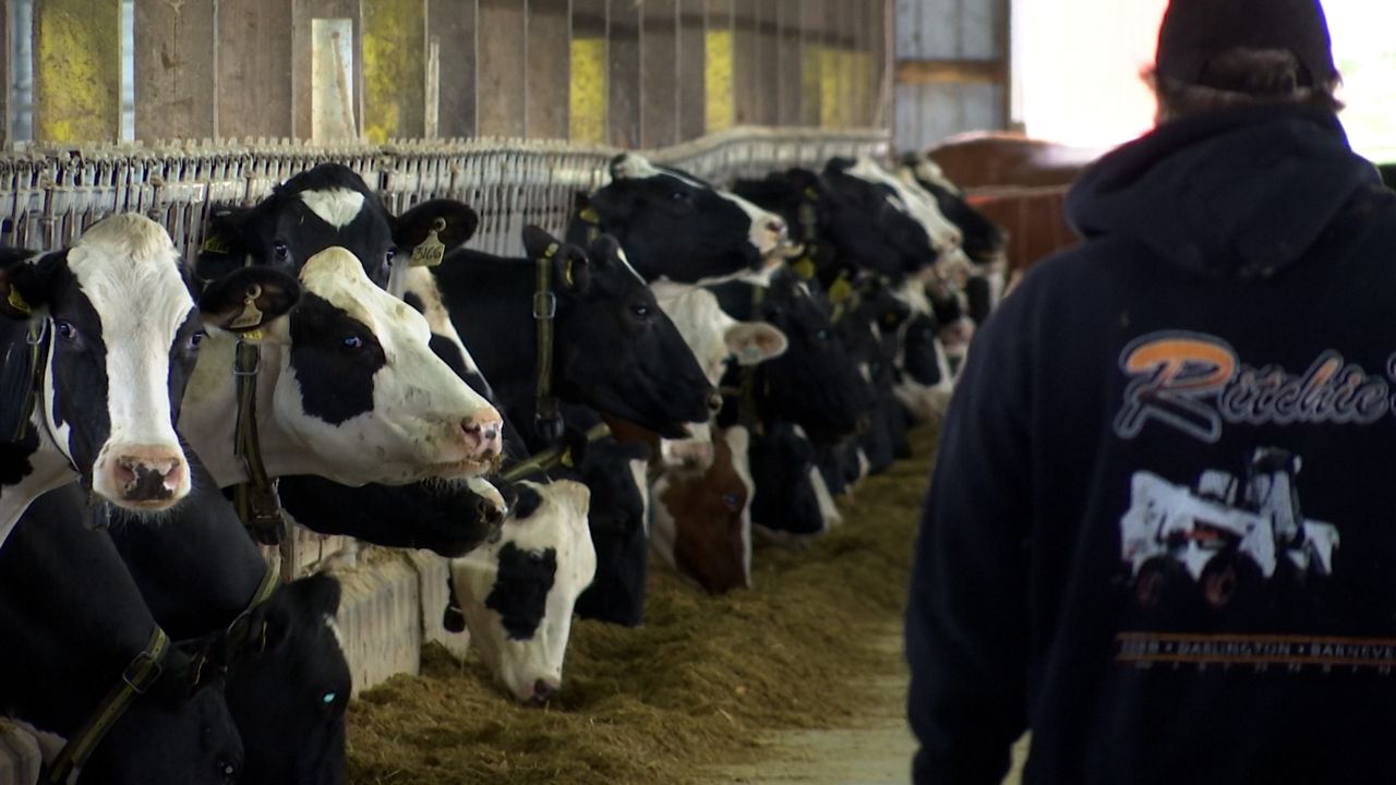 Wisconsin cow sets record for milk produced in a lifetime
