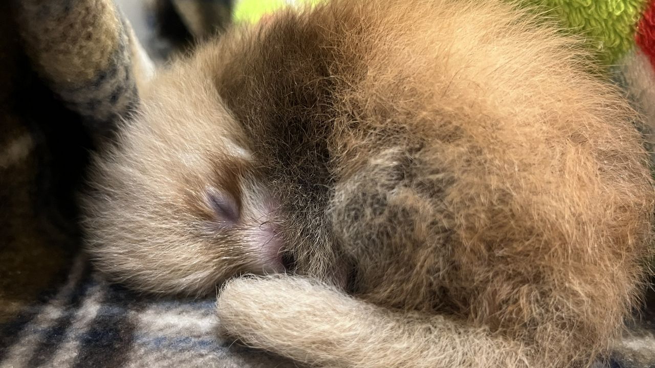 Red panda cub born at Seneca Park Zoo