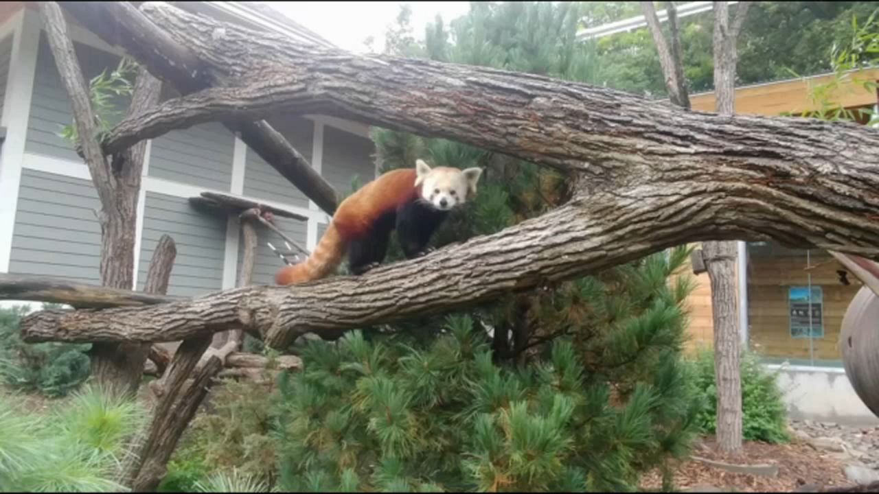 A Red Panda Is Newest Arrival at Seneca Park Zoo