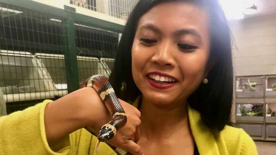 Expert's safety tips for incoming snakebite season