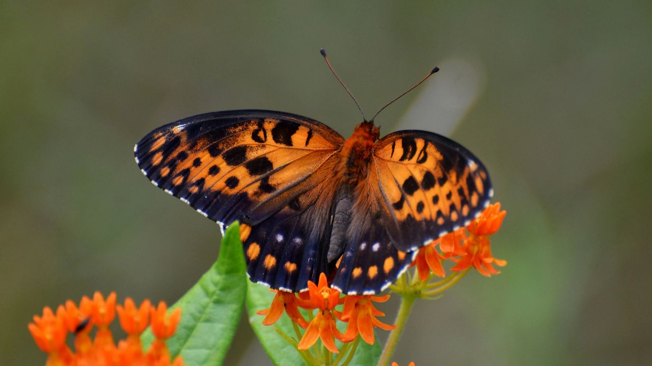 Regal fritillary butterfly endangered