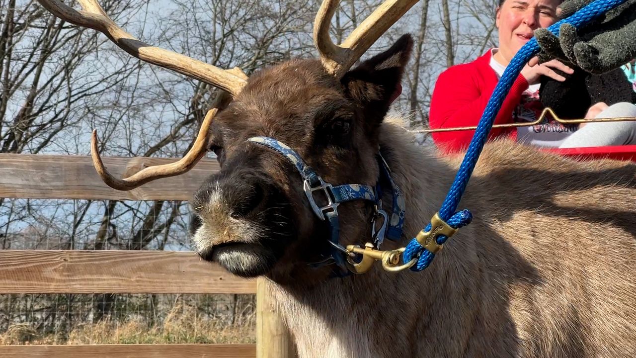 Warren County's Reindeer Farm spreads holiday cheer