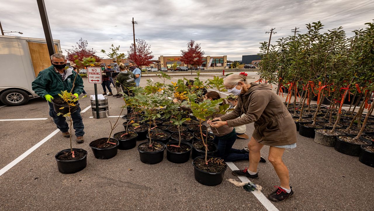 Program provides free trees to make neighborhoods more green